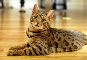 Top 10 Cutest Cat Breeds That Will Make You Smile – Easyday